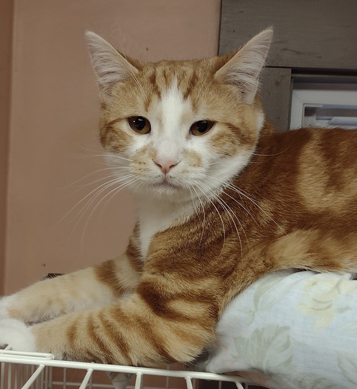 Opie Is WSCR Cat Of The Week | News, Sports, Jobs - Post Journal